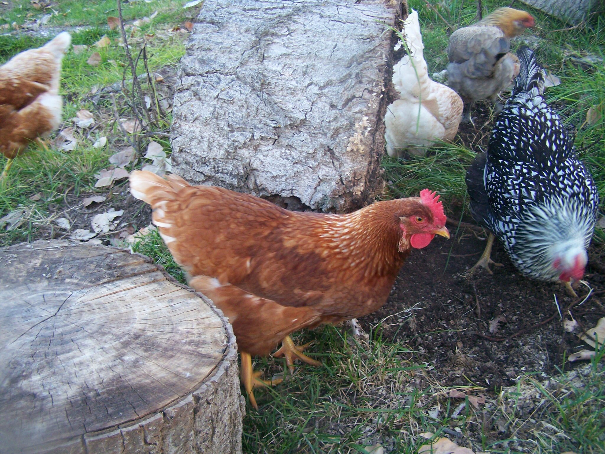 The Truth About Chickens and Bugs