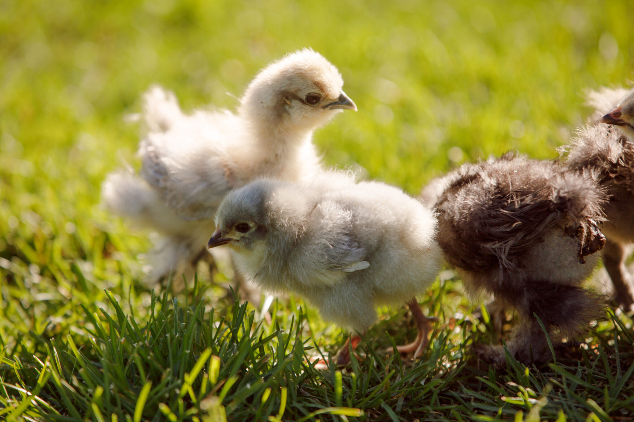 Chick Life Stages - What to Expect