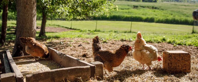 Species Education | Nutrena Animal Feeds