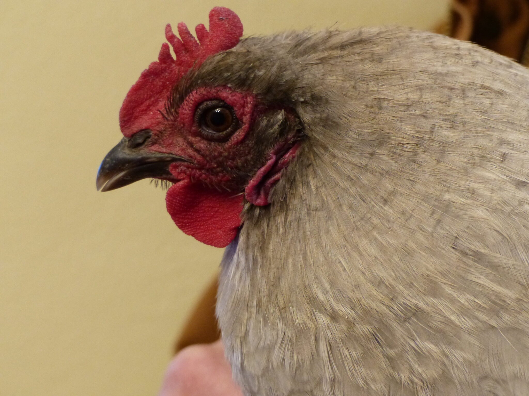 Nutrena Hi Pro Scratch Grains