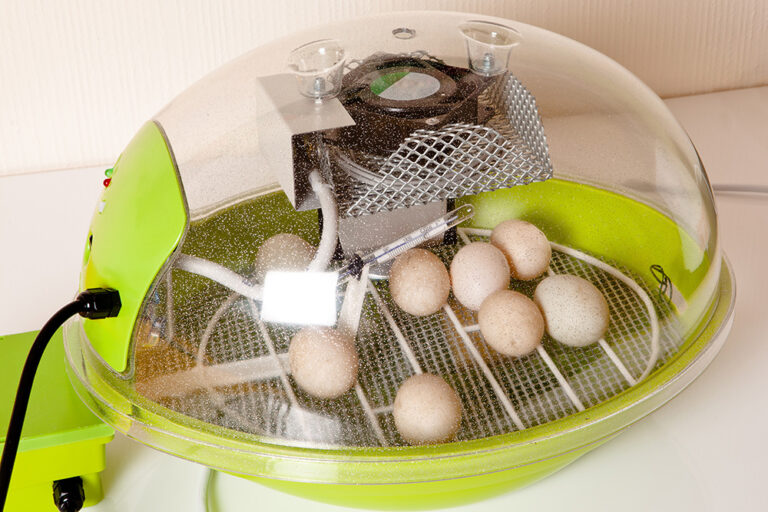 Hatching Chicken Eggs: 10 Tips
