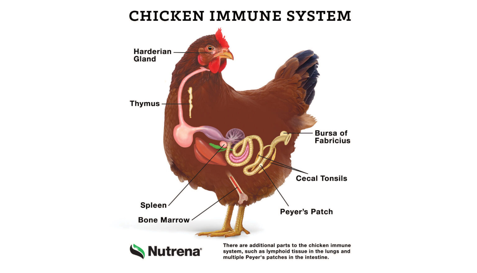 Chicken Digestive and Immune System Explained