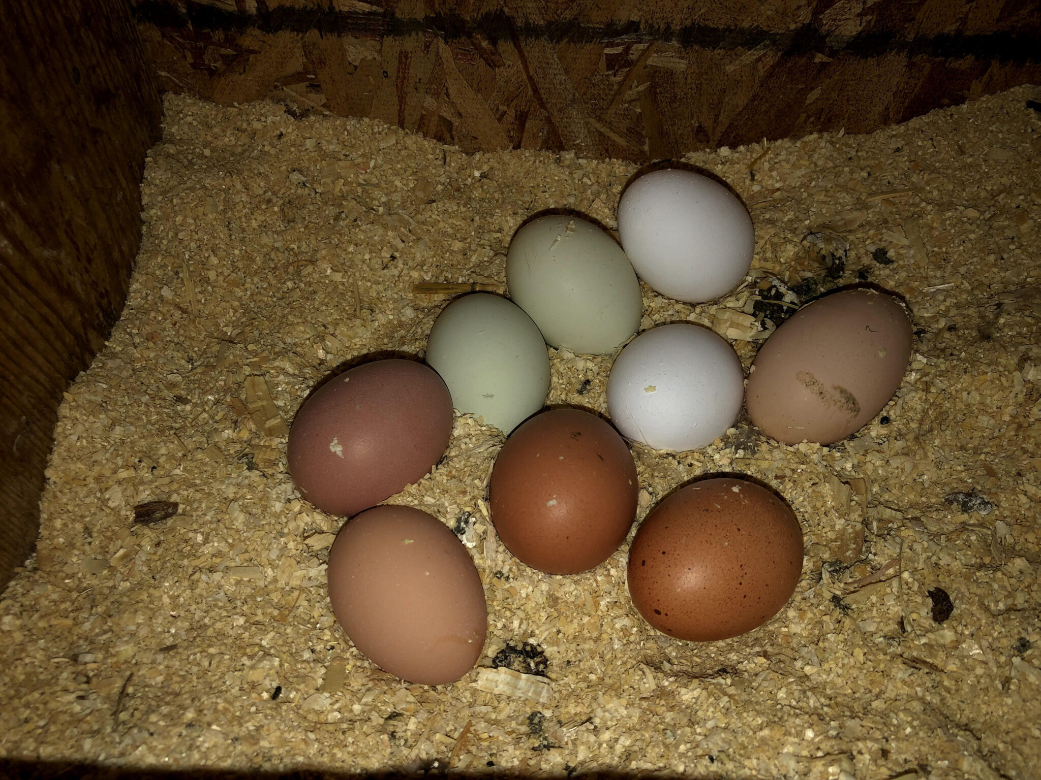 Country Feeds Layer Feed 16% Pellet