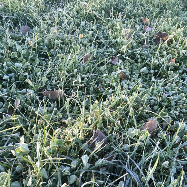 Frost Concerns for Grazing Horses