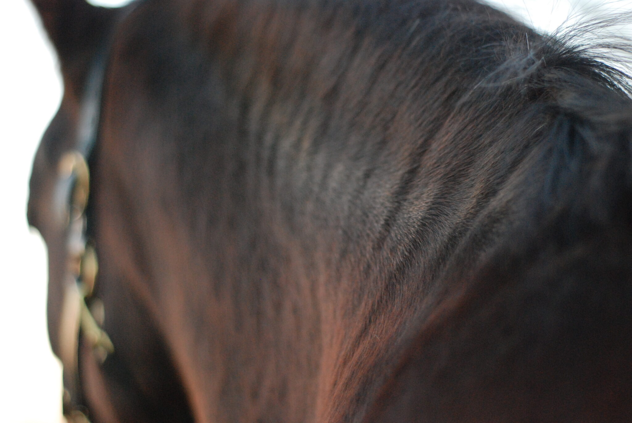 Prevention and Management of EMS in Horses