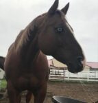Horse Drooling? Ask the Expert: Slobbers