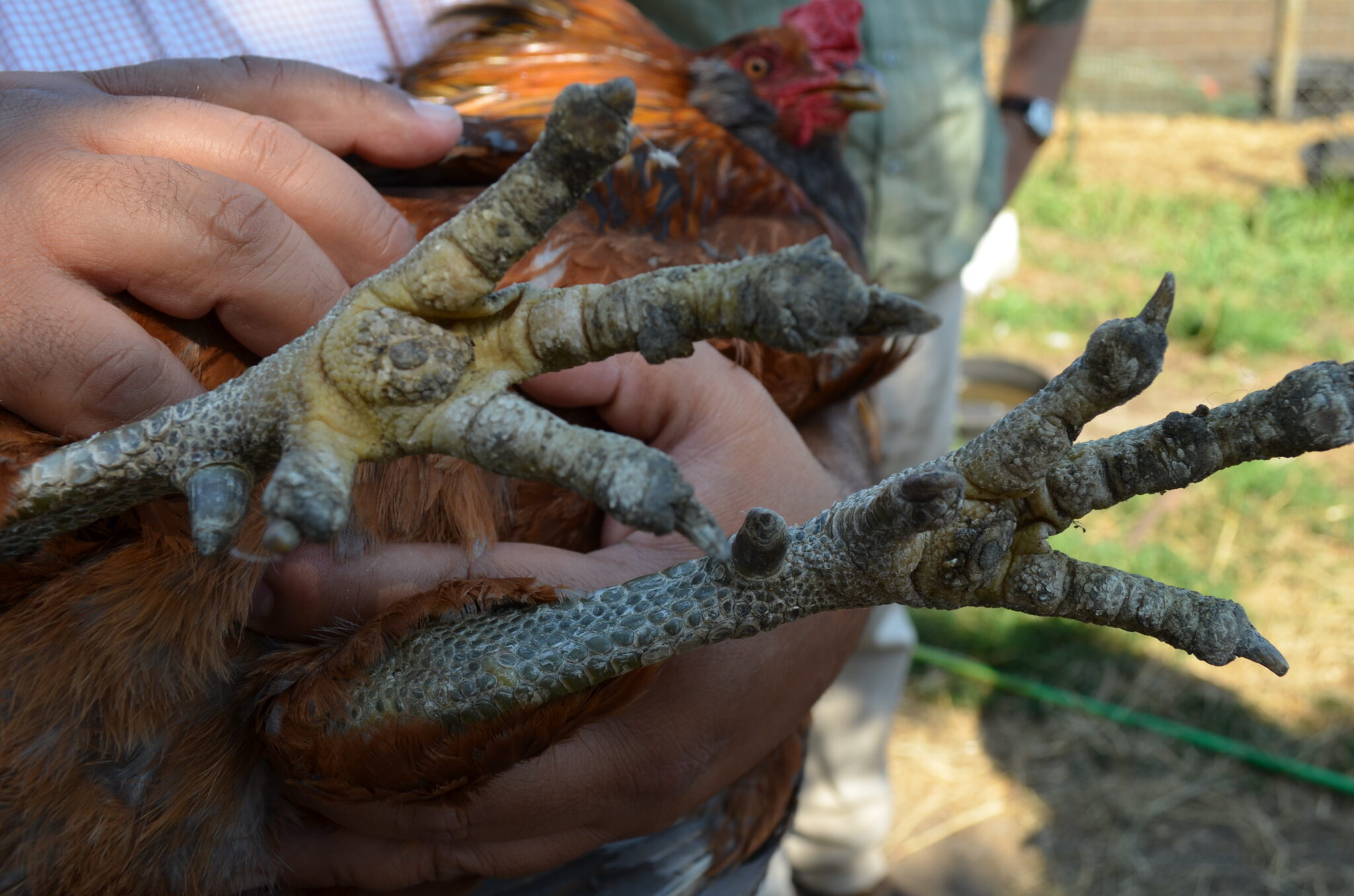 Bumblefoot - causes, treatment and prevention