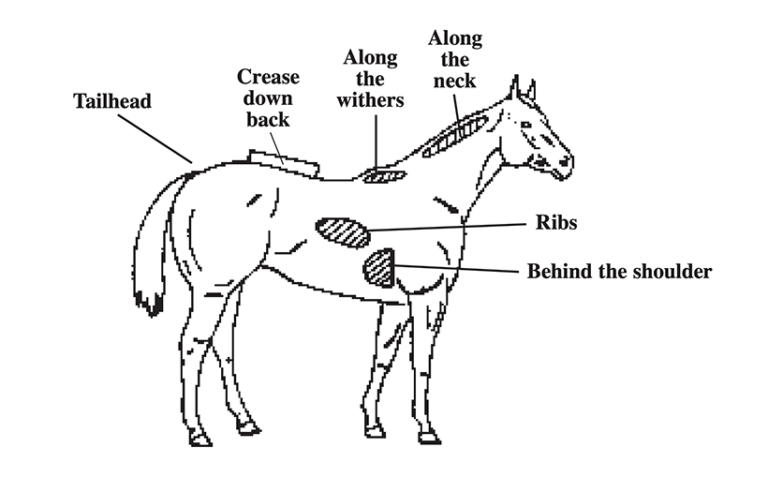 How to track your horse's Body Condition Score