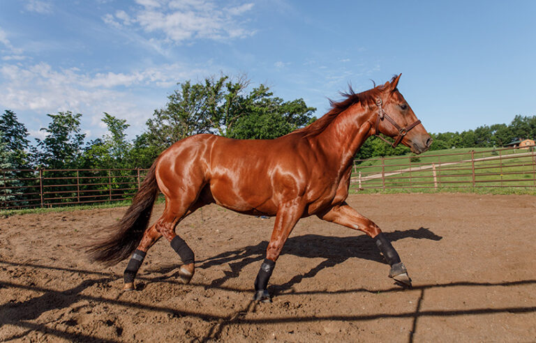 Defining Digestible Protein for Horses