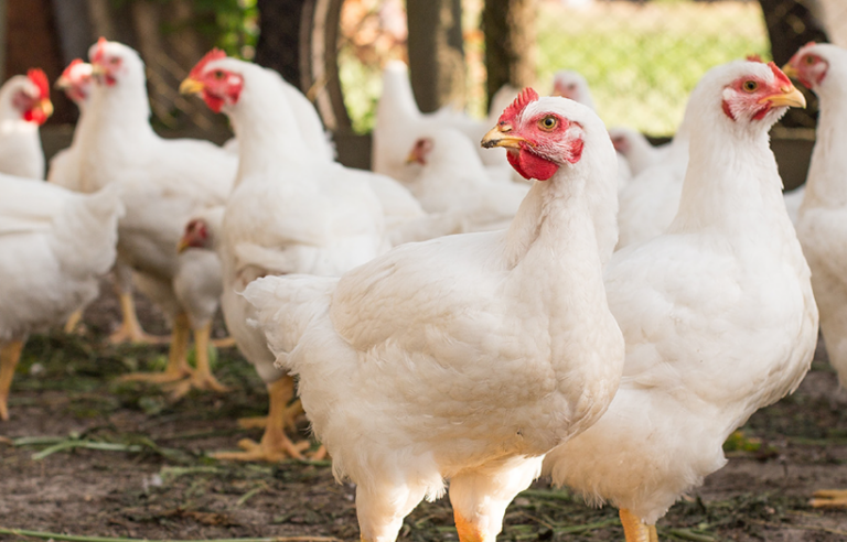 Top 3 Poultry Myths - Meat Birds