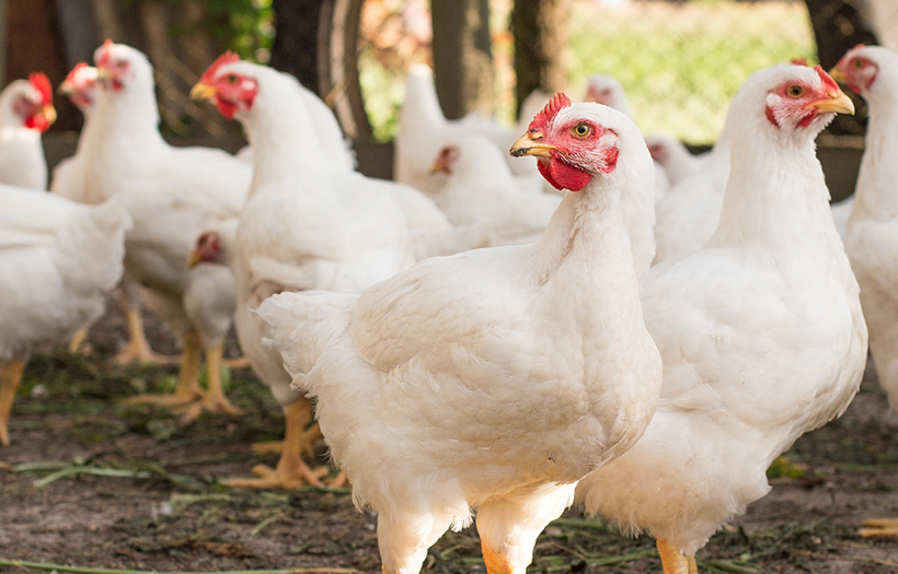 Top 3 Poultry Myths - Meat Birds