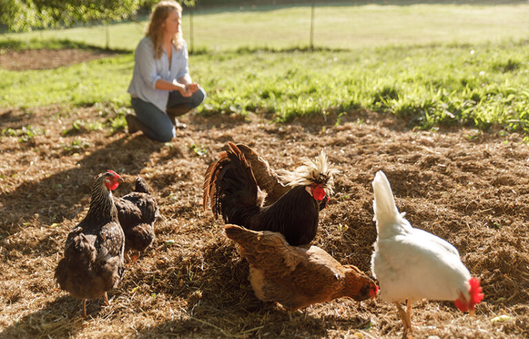 Mixing Poultry Breeds in Your Flock
