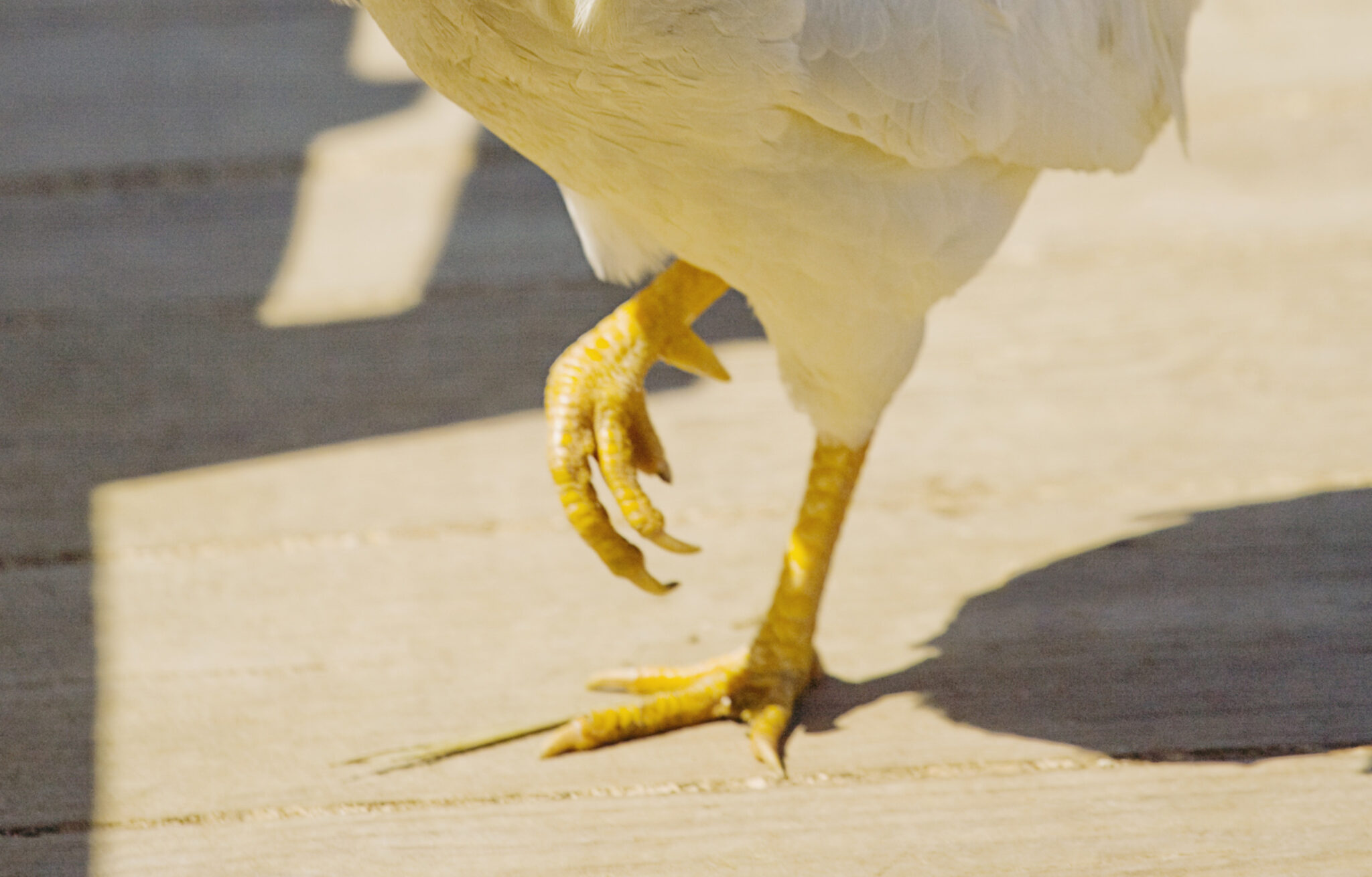 Clipping Chicken's Toenails