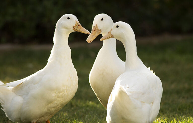 Ducks: Special Dietary Needs