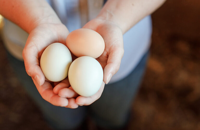 Egg Production in Backyard Chickens