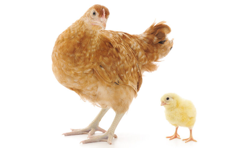 Making the Switch: Chick Feed to Layer Ration