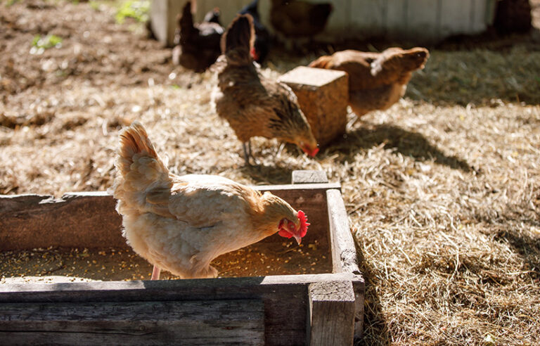 Feeding Grit and Oyster Shell to Chickens