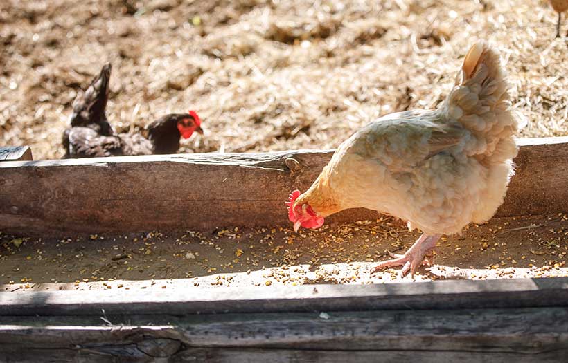 How Much Feed Does A Chicken Eat How Much Feed Does A Chicken Eat