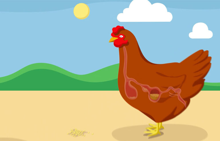 Tour the Chicken Digestive System
