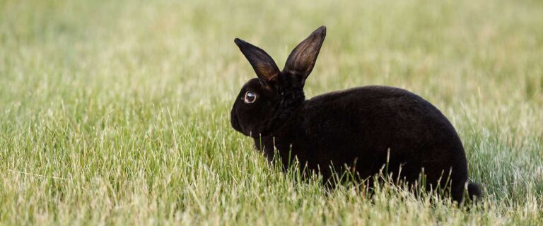 Resources | Nutrena Animal Feeds