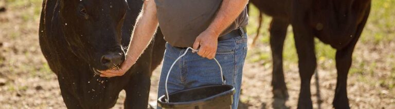 Beef Education | Nutrena Animal Feeds