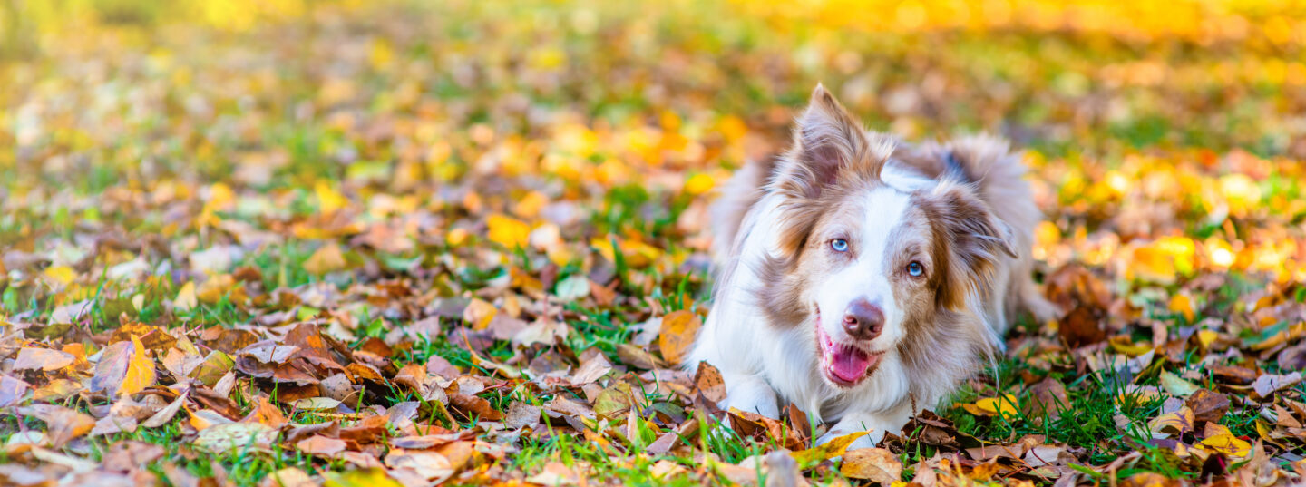 Sensitive Skin and Coat: Signs and Solutions for Dogs | Nutrena Animal ...