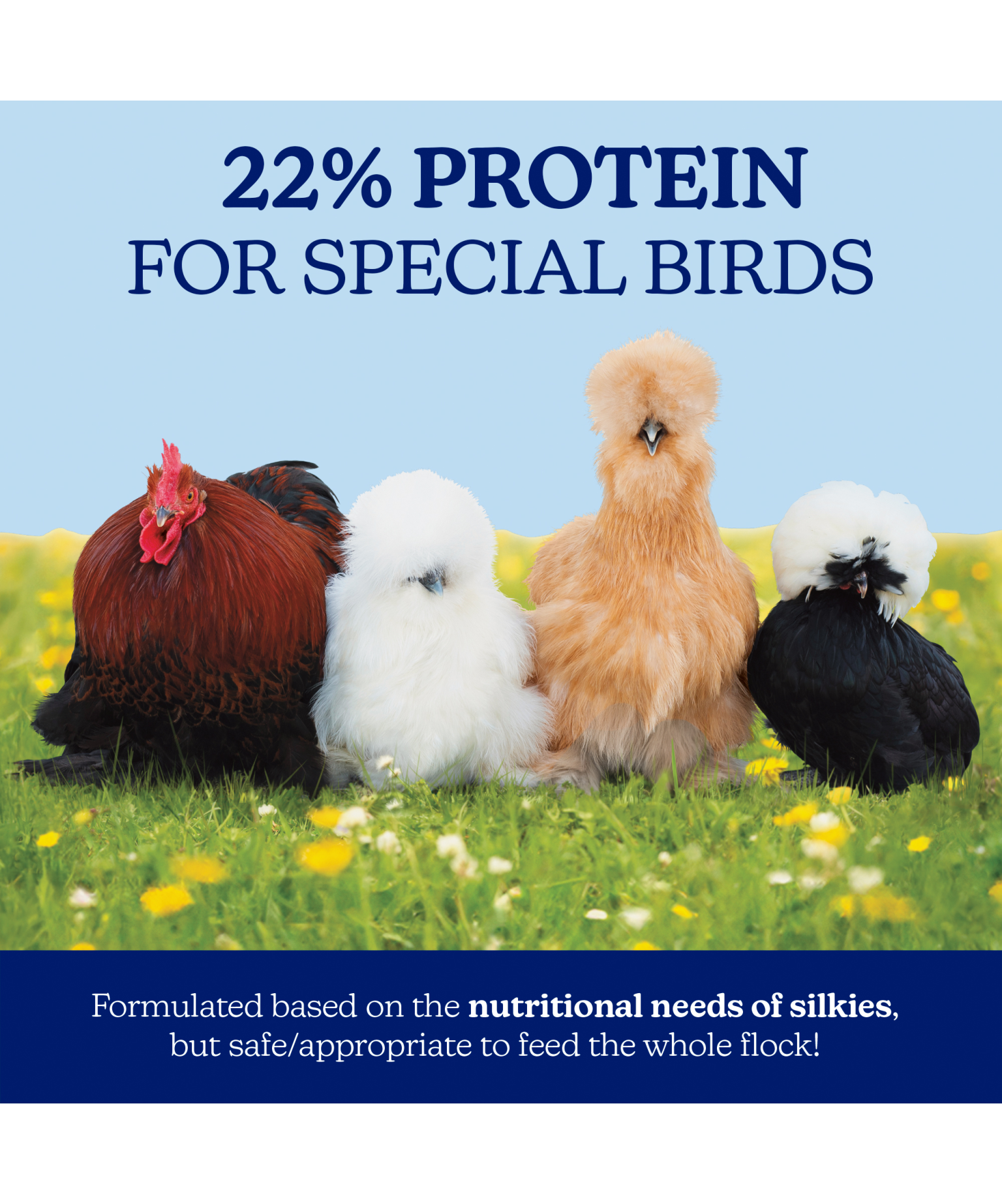 does silkies lay eggs